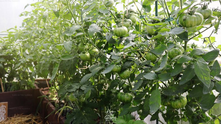 SEZON 2021, III – POMIDORY DWARF I KOMPAKTOWE | Karo in the Kitchen